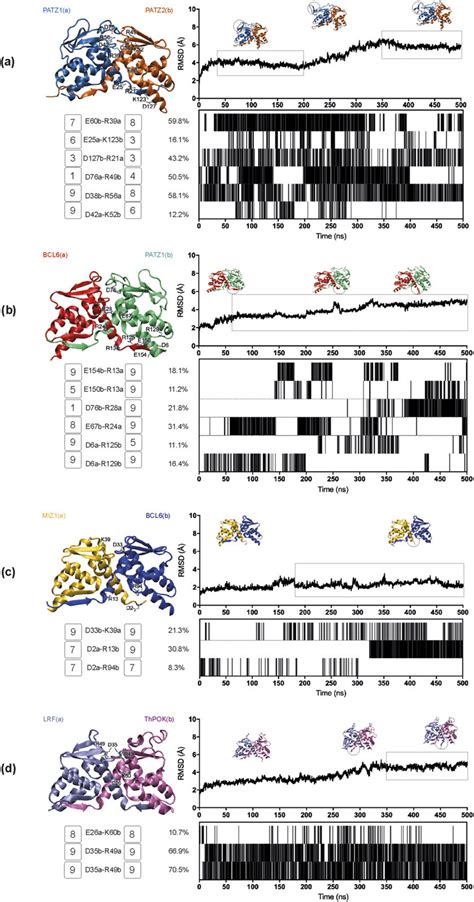 Molecular Dynamic Simulation Analyses For The Btb Domain Heterodimers Download Scientific