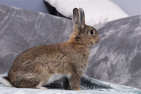 Adoptable Rabbits Chipmunk — Pumpkins Acres Rabbit Rescue Inc