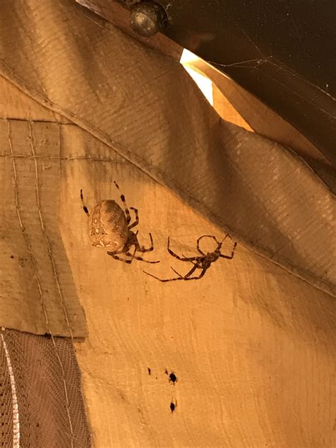 Is This The Initiation Of Spider Sex He Was Caressing Tickling Her R