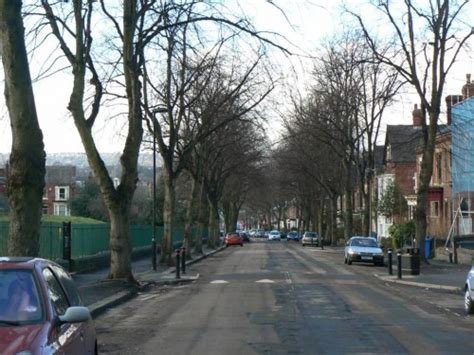 Streets Ahead Debate Continues Help Safeguard Your Local Trees Sheffield Green Party