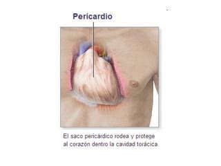 Sistema Circulatorio Ppt