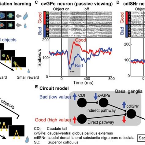 value coding circuits in the basal ganglia a object reward