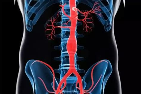 What Is Aorta Anatomy Location Function And Structure