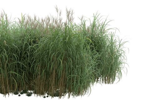 Tall Grass Pngs For Free Download
