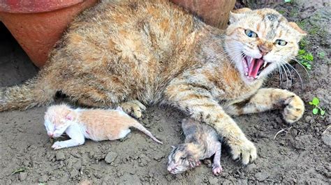An Angry Mother Cat Protects Her Kittens Fiercely And Keeps Everyone