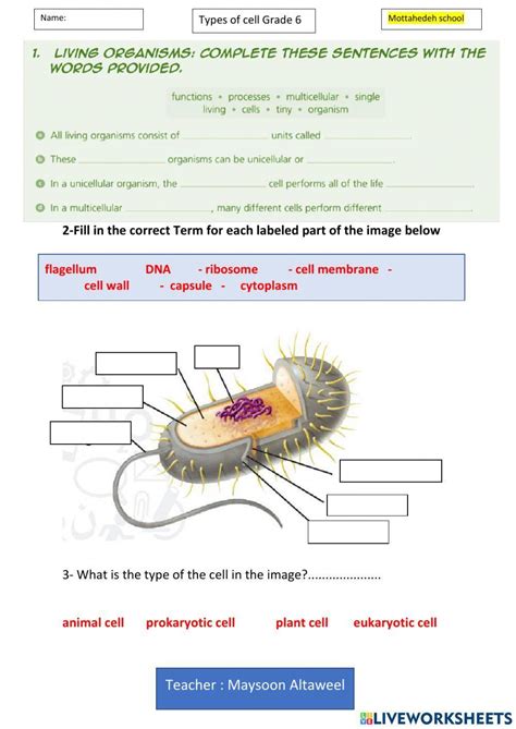 Prokaryotic Cell Worksheet