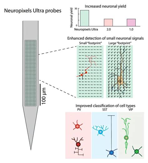 High Density Brain Probe Reveals Distinctive Electrical Patterns Of Cell Types During Behavior