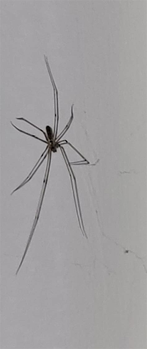 British Spider Identification Group Hi Can You Tell Me If This Is A Cellar Spider Please