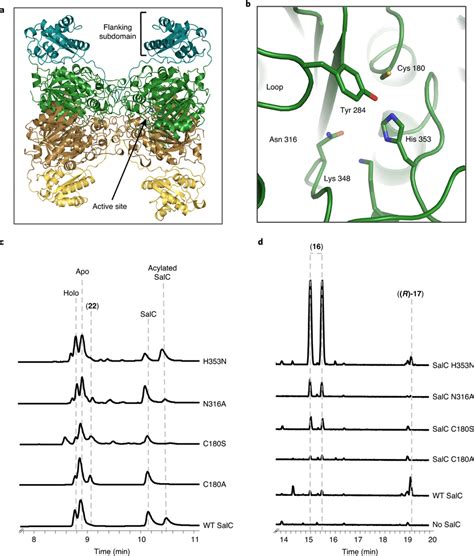 Salc Structure And Active Site Mutagenesis A Overall Salc Tetrameric
