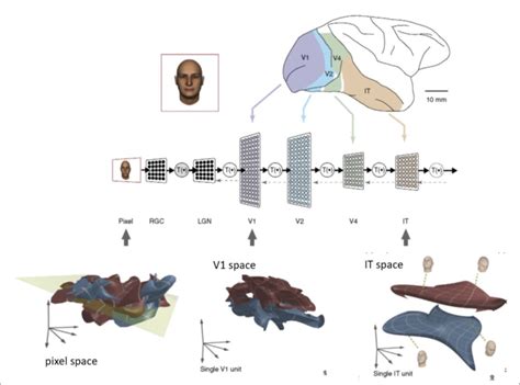 Llustration Of Manifold Untangling By Neuronal Population Along The