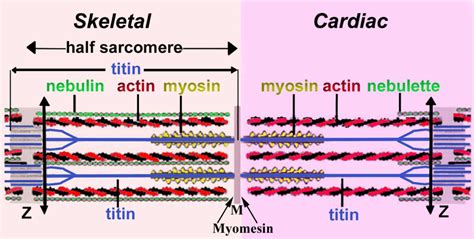 Figure 1 From Does Nebulin Make Tropomyosin Less Dynamic In Mature