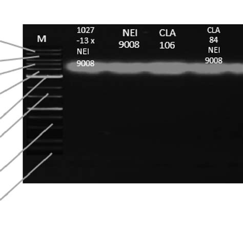 Dna Amplification Of Maize Plants With Ssr Markers Withtms 7primer