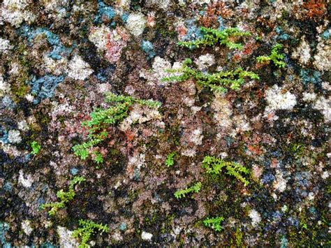 Trentepohlia Aurea Is A Species Of Filamentous Terrestrial Green Algae