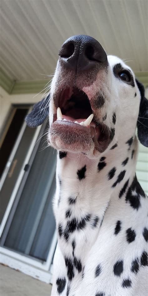 Up Close Teef Scrolller