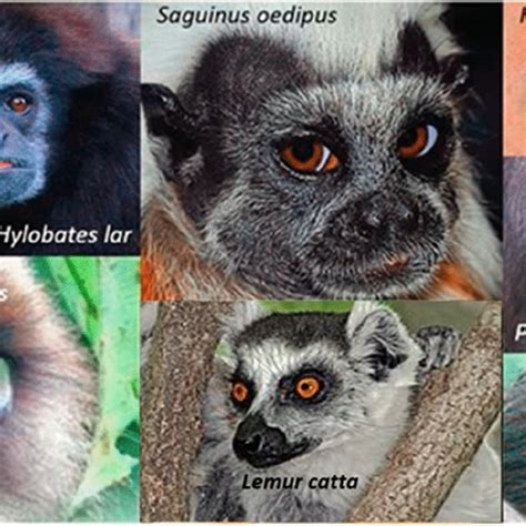 Primate Phylogeny With Brightness Indicator This Shows The Download Scientific Diagram