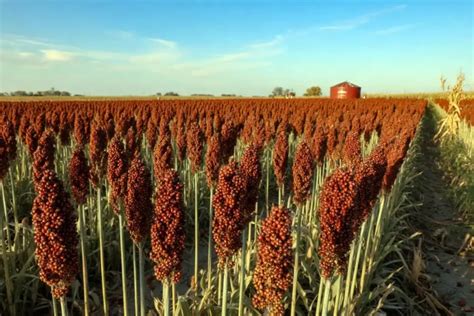 What Is Sorghum Every Farmer Should Know