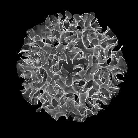 Differential Growth Morphogenesis At Willie Liggins Blog