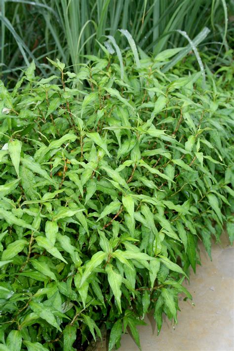 Three Culinary Herbs And Spices In Traditional Dishes