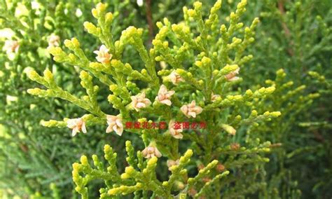 柏树种类有哪些（常见柏树品种介绍）花植网