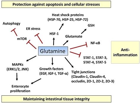 The Importance Of The Amino Acid Glutamine And Why You Want To