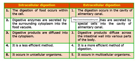 Distinguish Between Intracellular And Extracellular Digestion