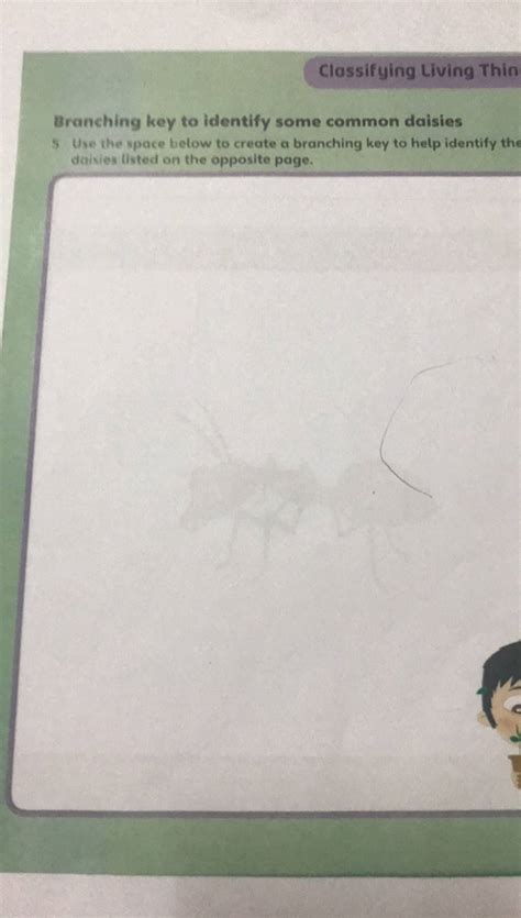 Classifying Living Thin Branching Key To Identify Some Common Daisies 5 U