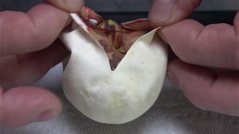Combo Lavender Ball Python Egg Cutting 107 Youtube