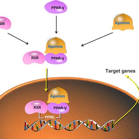 Pparγ Natural Agonists And Inflammation Pparγ Natural Agonists Can