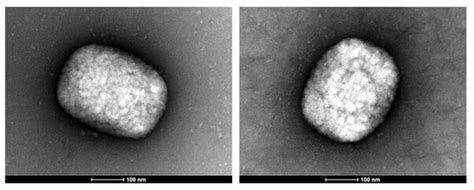 Electron Microscopy And A Sequence Independent Single Primer