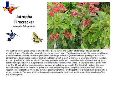 Pdf Jatropha Firecracker Txmg Dna €¦ · To Treat Athletes Foot Tinea