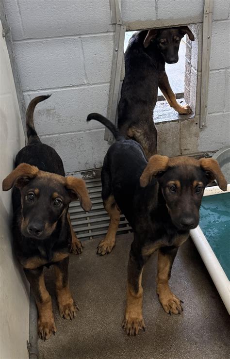 Adopt 7 Puppies Today Find Paw Pal
