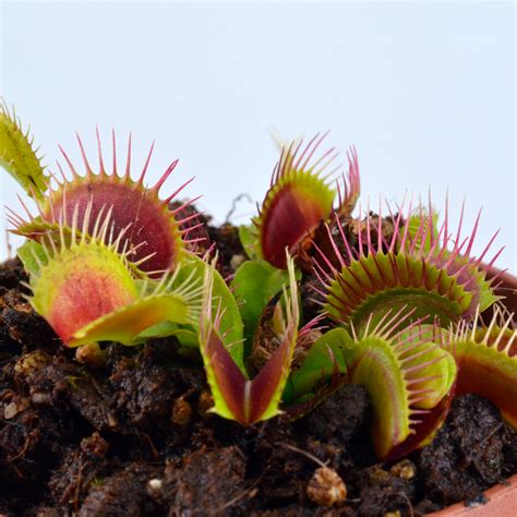 Dionaea Muscipula Extreme Long Teeth Diflora