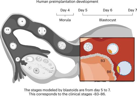 Generating Human Blastoids Modeling Blastocyst Stage Embryos And