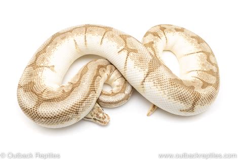 Lesser Bee Ball Python