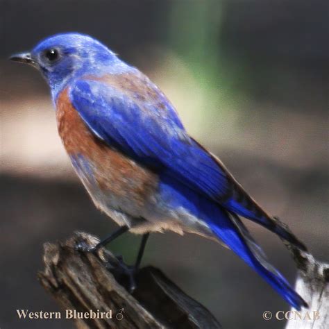 Western Bluebird Nest Box