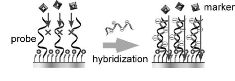 Figure 1 From Development Of Novel Gene Detection Methods And Its