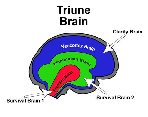 The Triune Brain Model