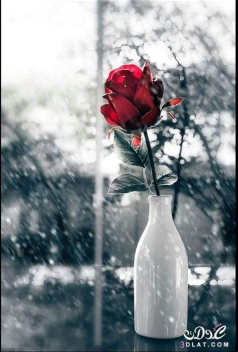 رواقْ ‎رواقْ‎ Added A New Photo
