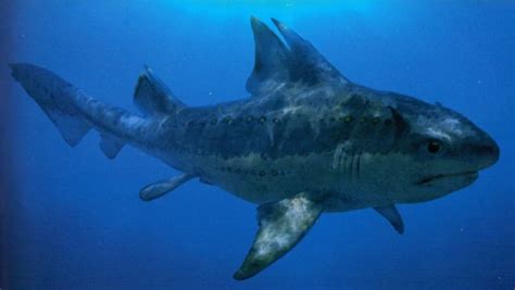 Discovery Of New Species Of Hybodont Shark From Jurassics Of Jaisalmer