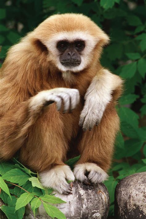 Red Cheeked Gibbon Primate Britannica