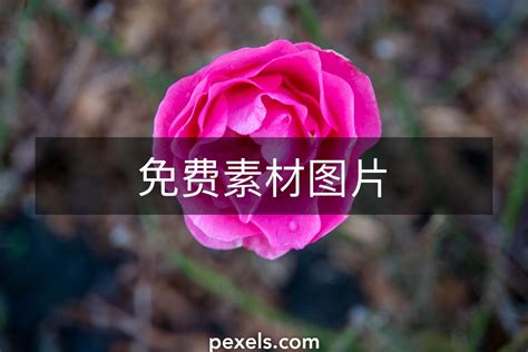 20 000 张最精彩的“transformer Bushing”图片 · 100 免费下载 · Pexels素材图片