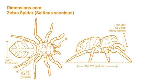 Arabian Fat Tailed Scorpion Androctonus Crassicauda Artofit