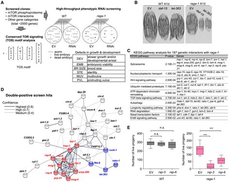 Nutrient Control Of Growth And Metabolism Through Mtorc1 Regulation Of Mrna Splicing Molecular Cell
