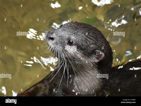Adorable Face Of A North American River Otter Swimming In A River Stock