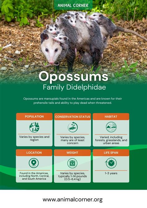 Opossums Facts Diet And Habitat Information