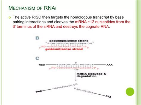 Rna Interference Pptx Programming Languages Computing