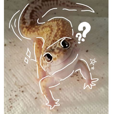 Cute Leopard Gecko Pfp