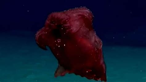 Watch ‘headless Chicken Monster Discovered By New Photo Technology