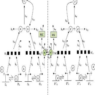 Gs Gogat Cycle 2 Og And Cn Indirectly Interact Through The Gs Gogat
