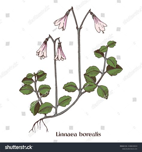 Linnaea Borealis Twinflower Medicinal Plant Stock Vector Royalty Free